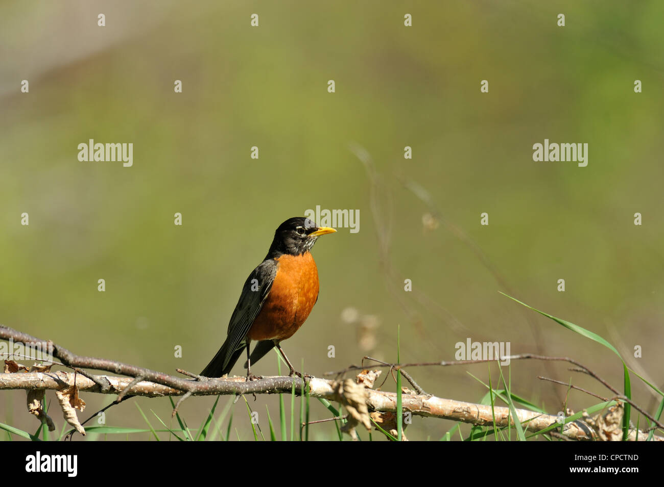 Canadian robin hi-res stock photography and images - Alamy