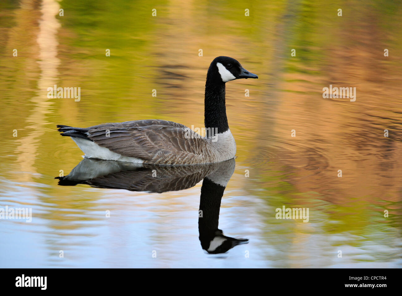 Loafing bird hi-res stock photography and images - Alamy