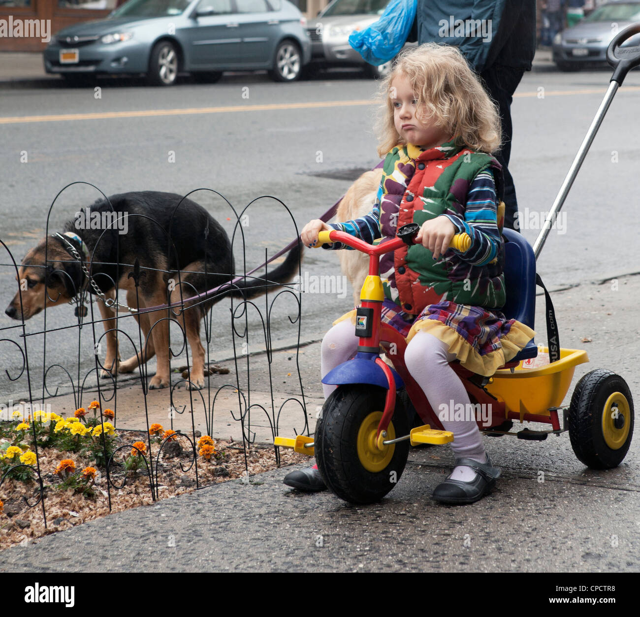 Why Do Dogs Poop On Sidewalk