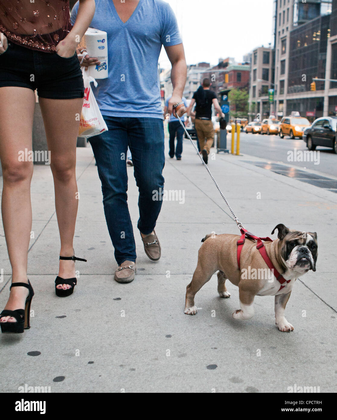 What Is Dog Walk A Person