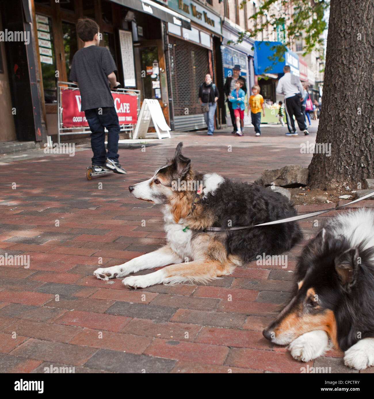 Wait for the owner hi-res stock photography and images - Alamy
