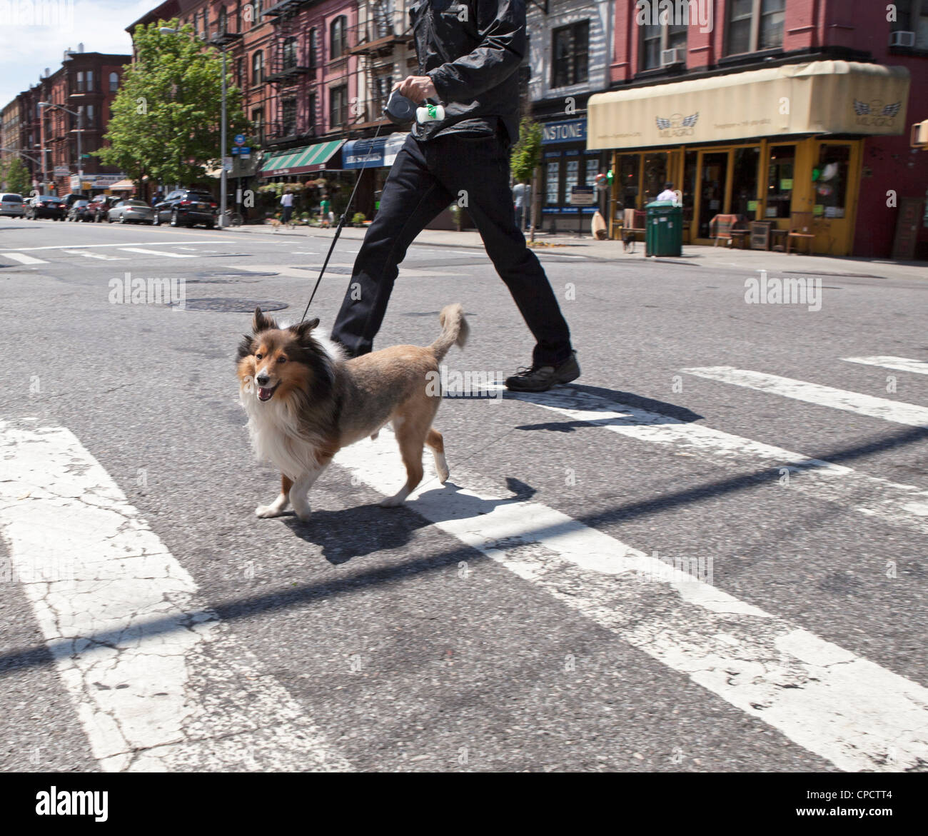 Man walking dog new york city hi-res stock photography and images - Alamy