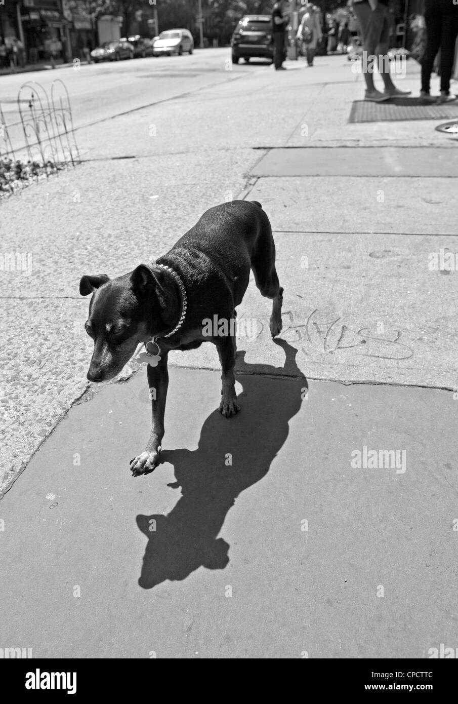 A dog and his shadow walk by themselves in Brooklyn, New York Stock ...