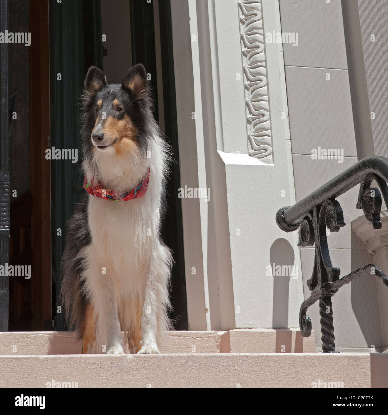 Regal dogs hi-res stock photography and images - Alamy