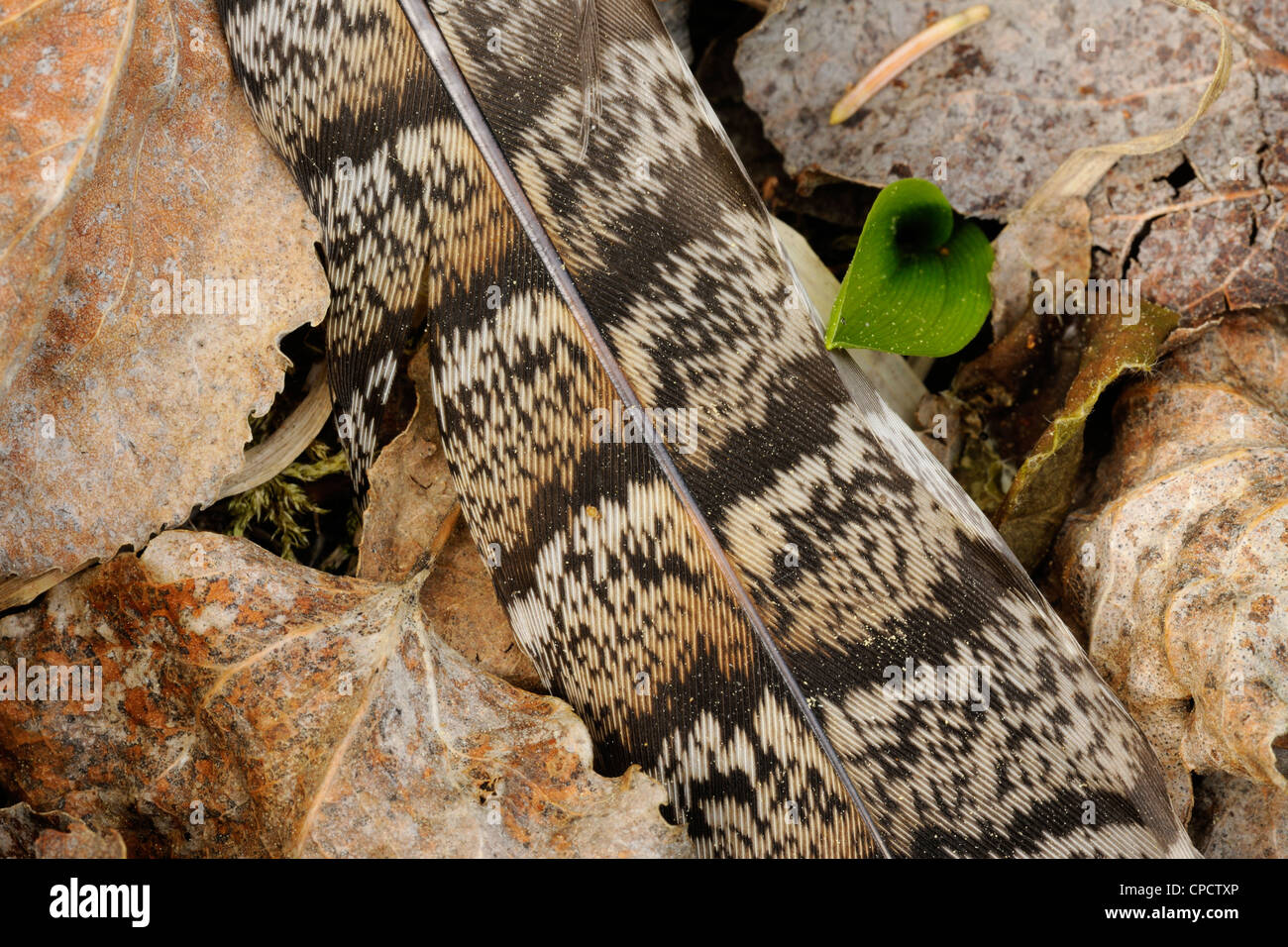 Ruffed grouse (Bonasa umbellus) Feathers in woods, Greater Sudbury ...
