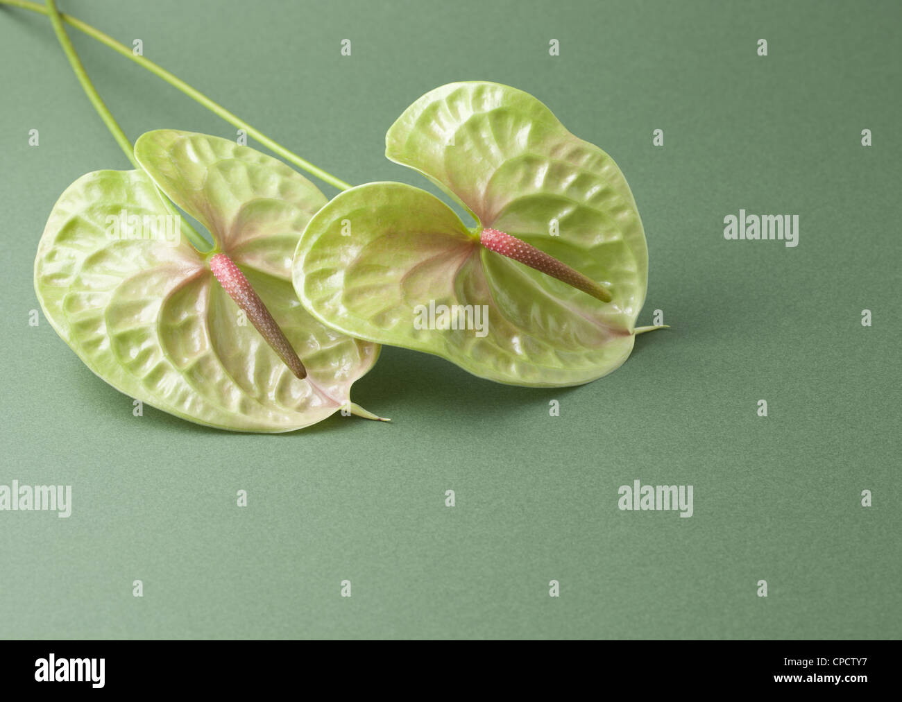 Two anthurium hi-res stock photography and images - Alamy