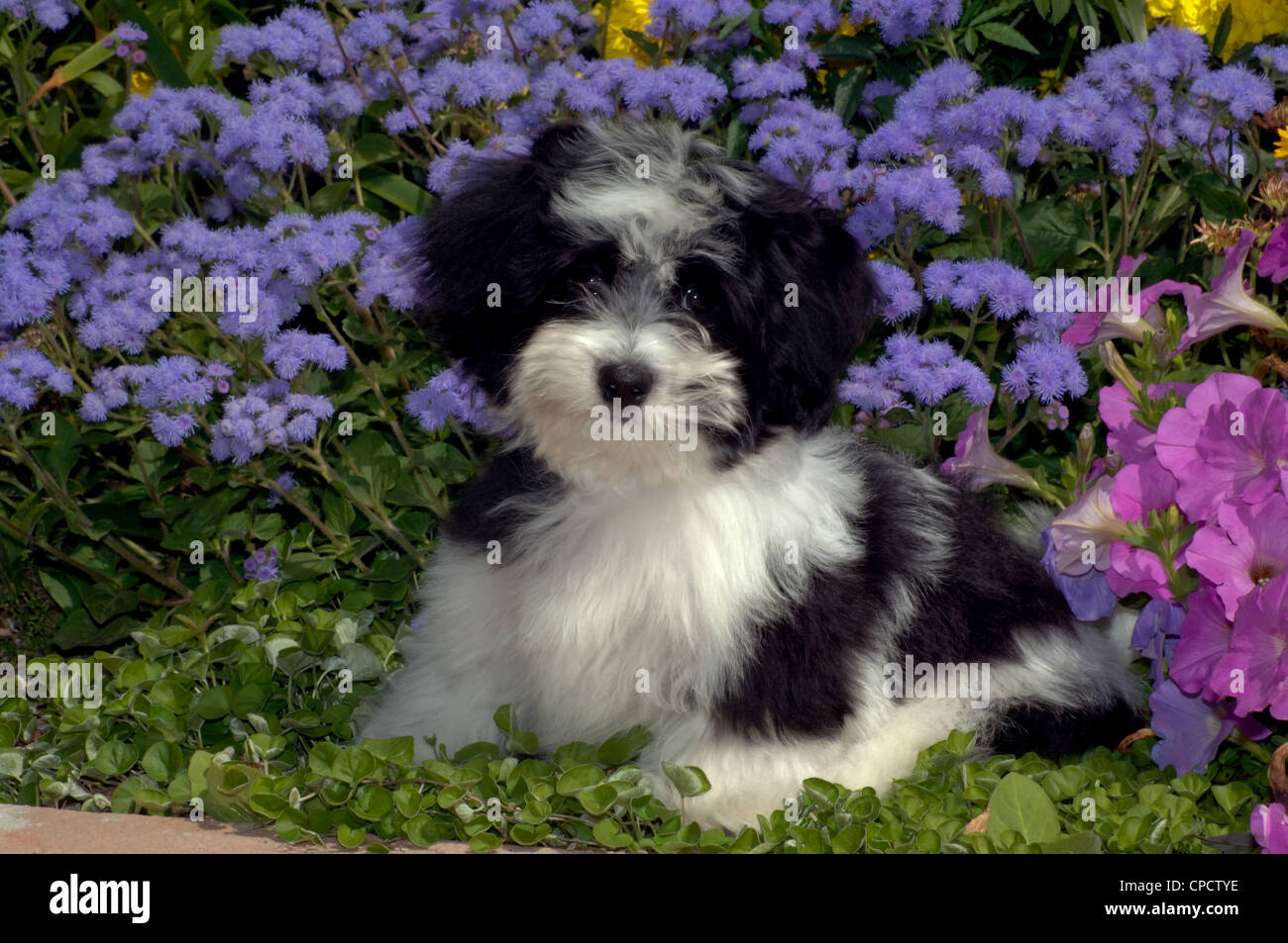 Havanese puppy hi-res stock photography and images - Alamy