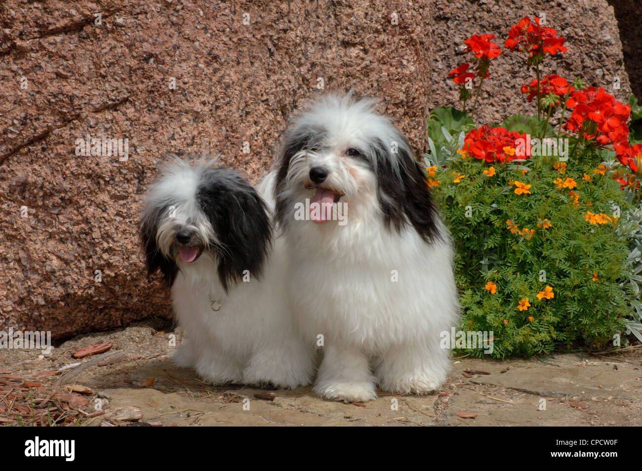 Two Havanese dogs by flowers Stock Photo - Alamy
