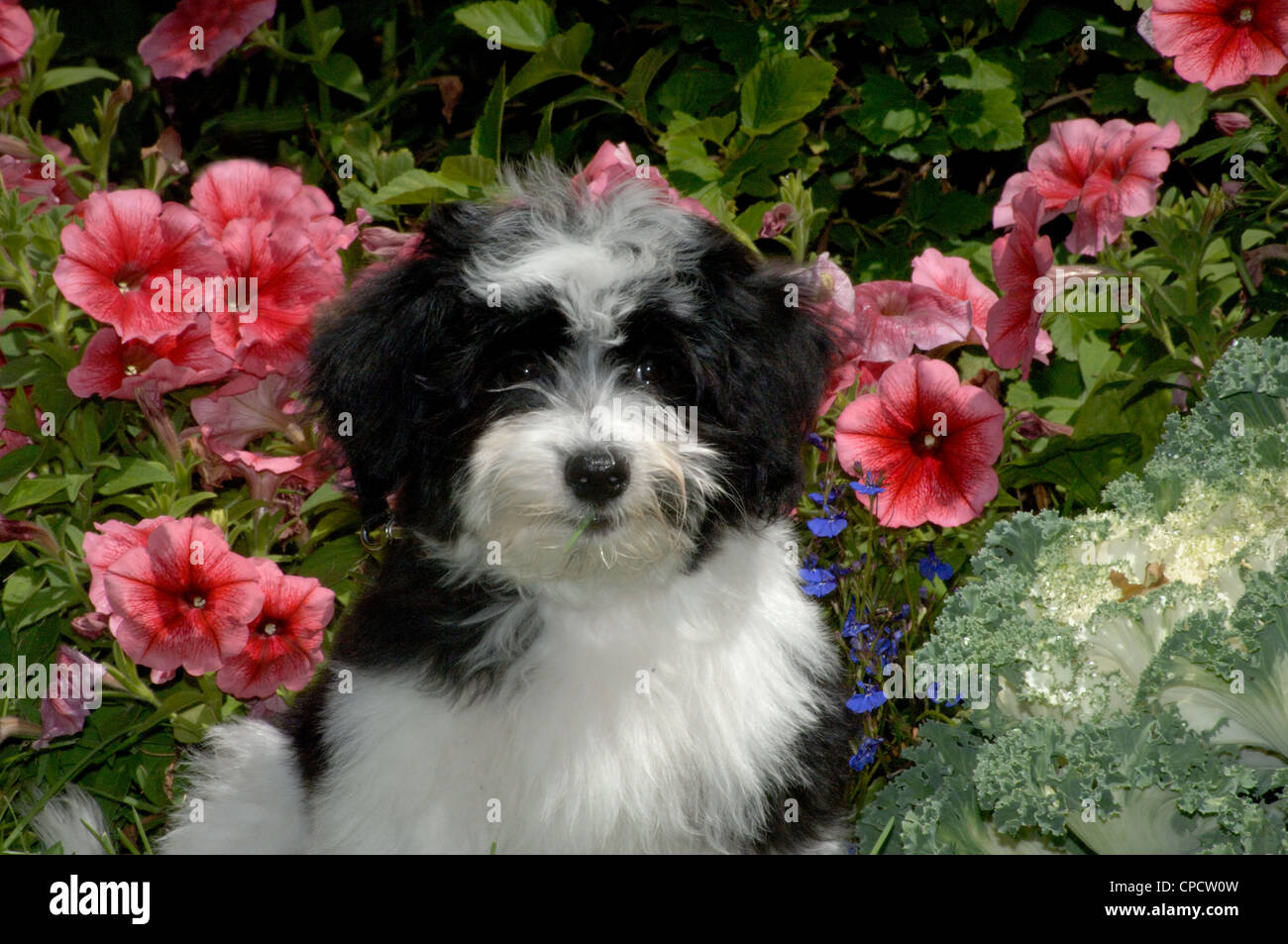 Havanese pup hi-res stock photography and images - Alamy