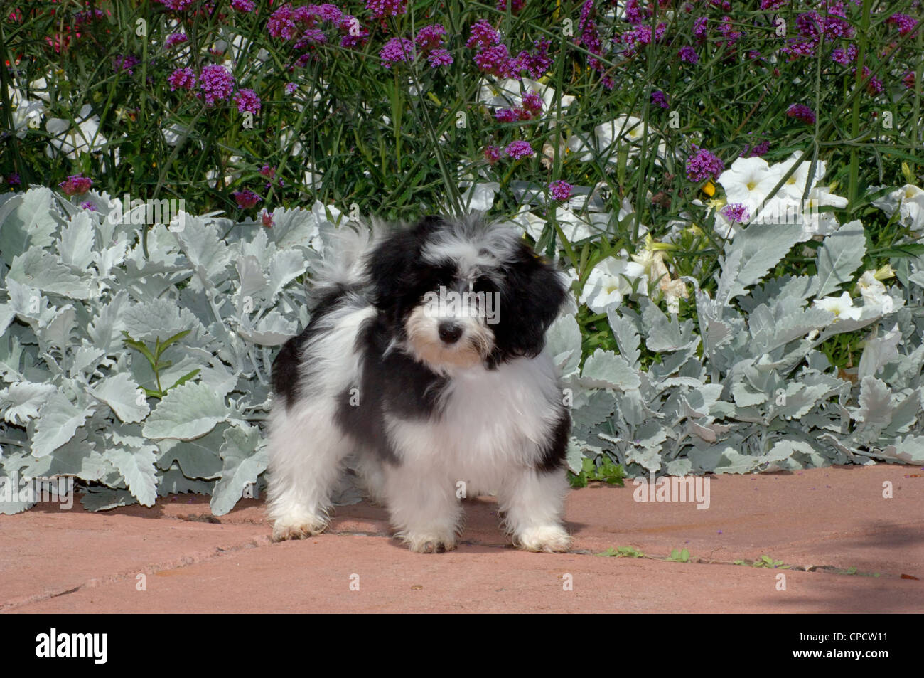 Havanese pup hi-res stock photography and images - Alamy