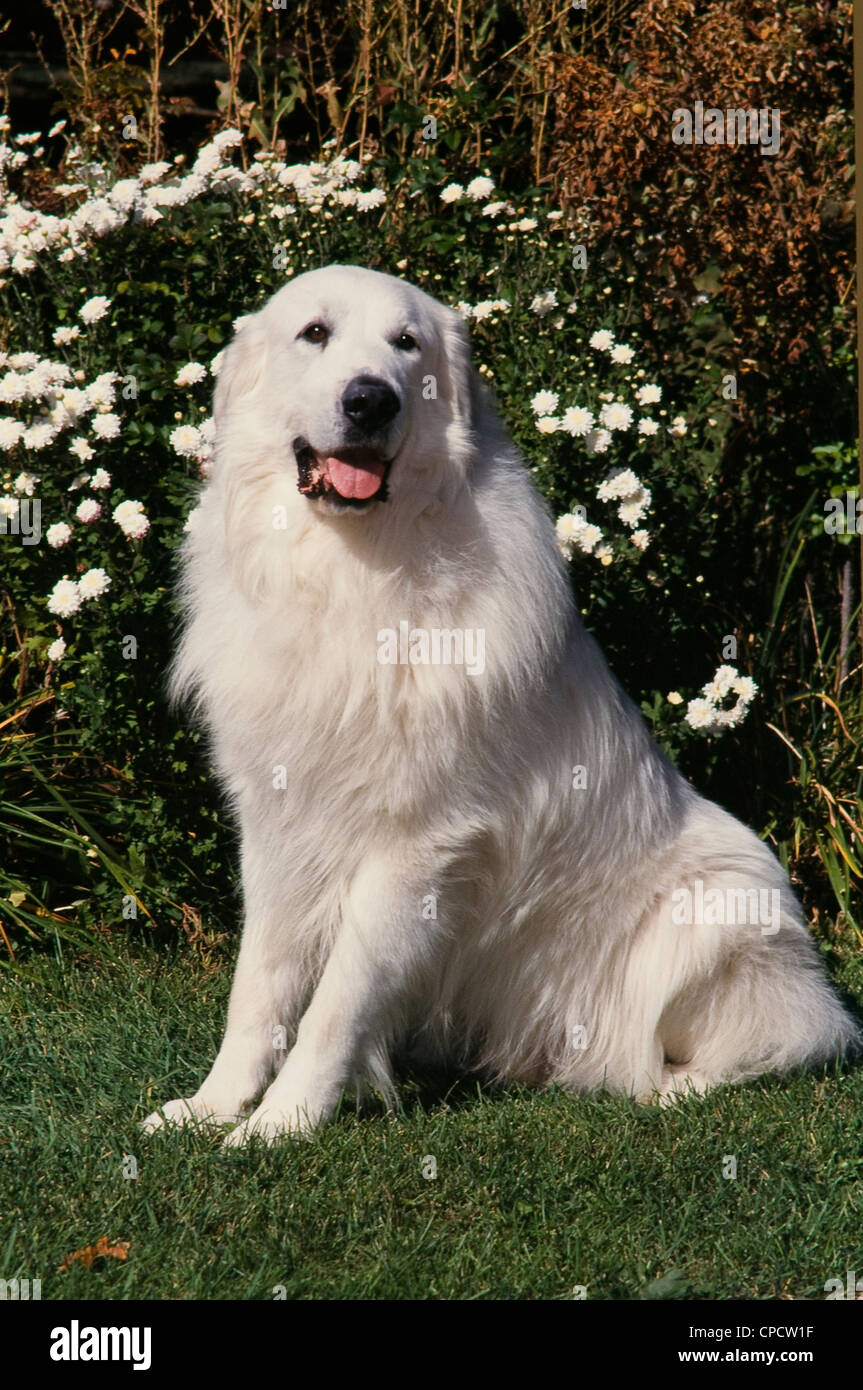 Great Pyrenees sitting Stock Photo - Alamy