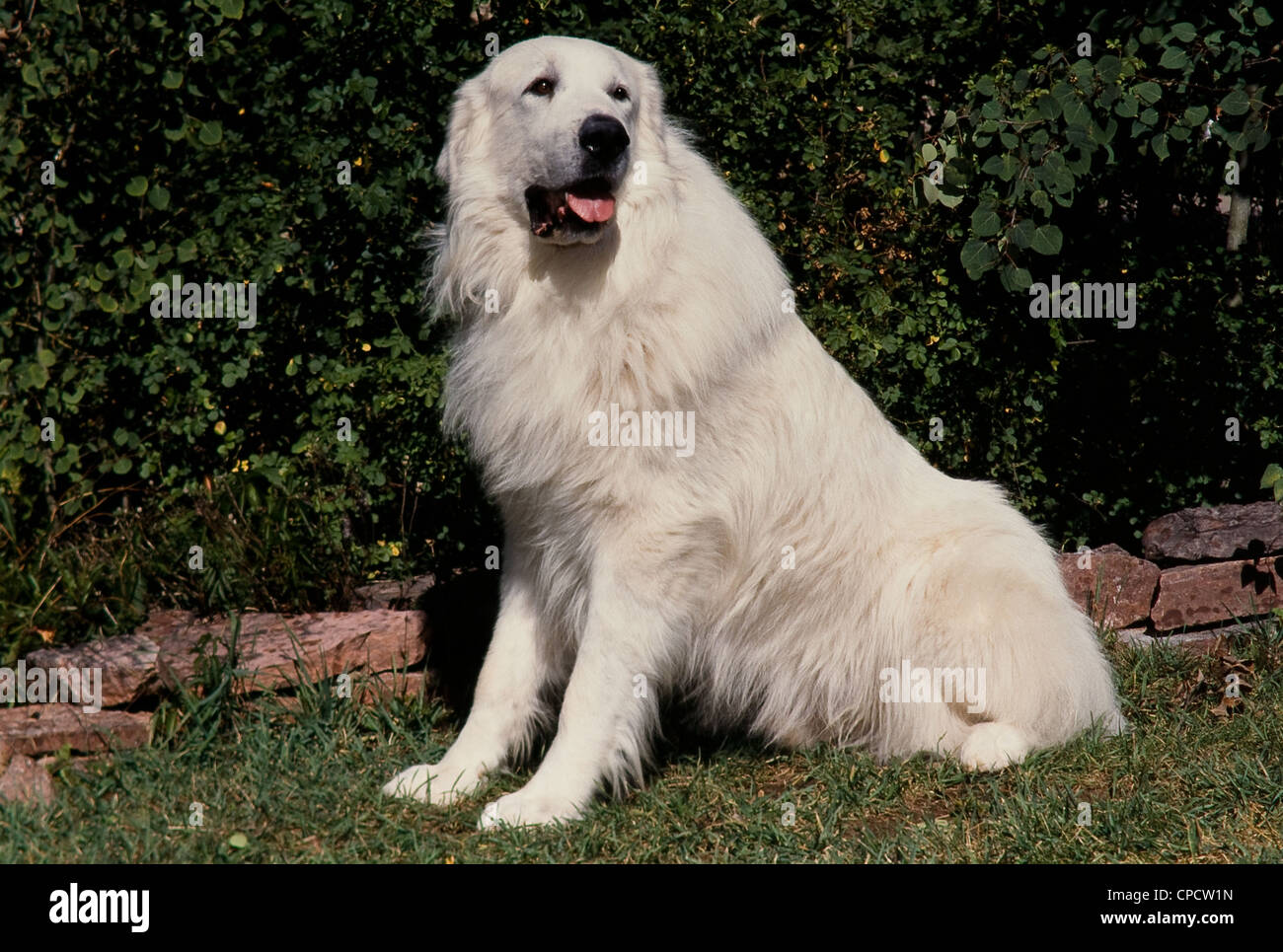 Great Pyrenees sitting Stock Photo - Alamy