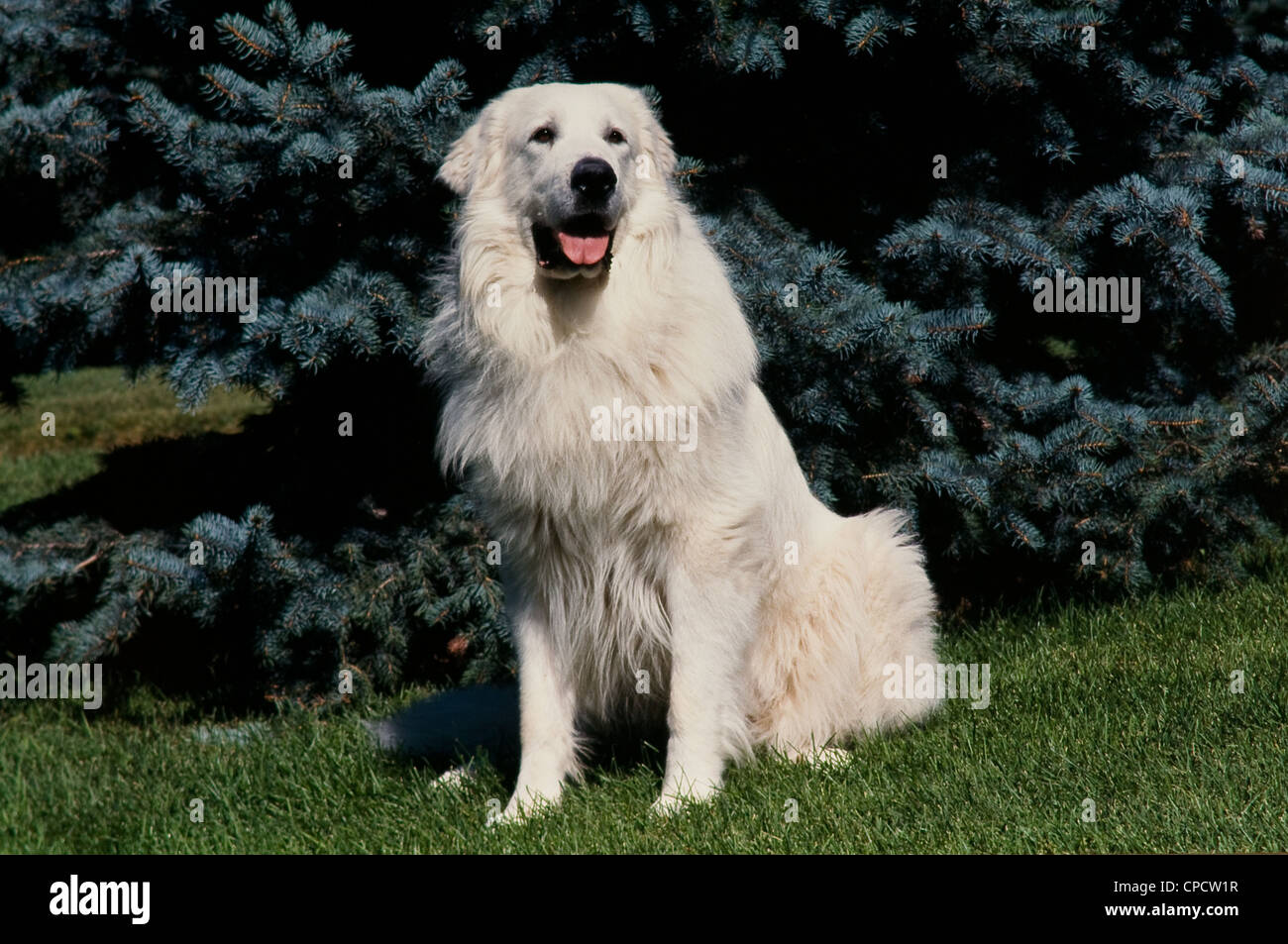 Great Pyrenees Skates