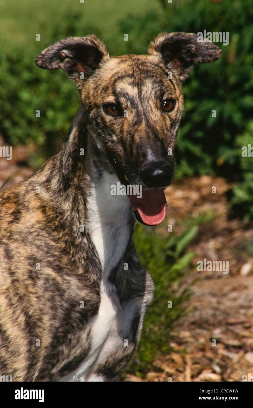 Greyhound Head Stock Photos & Greyhound Head Stock Images - Alamy