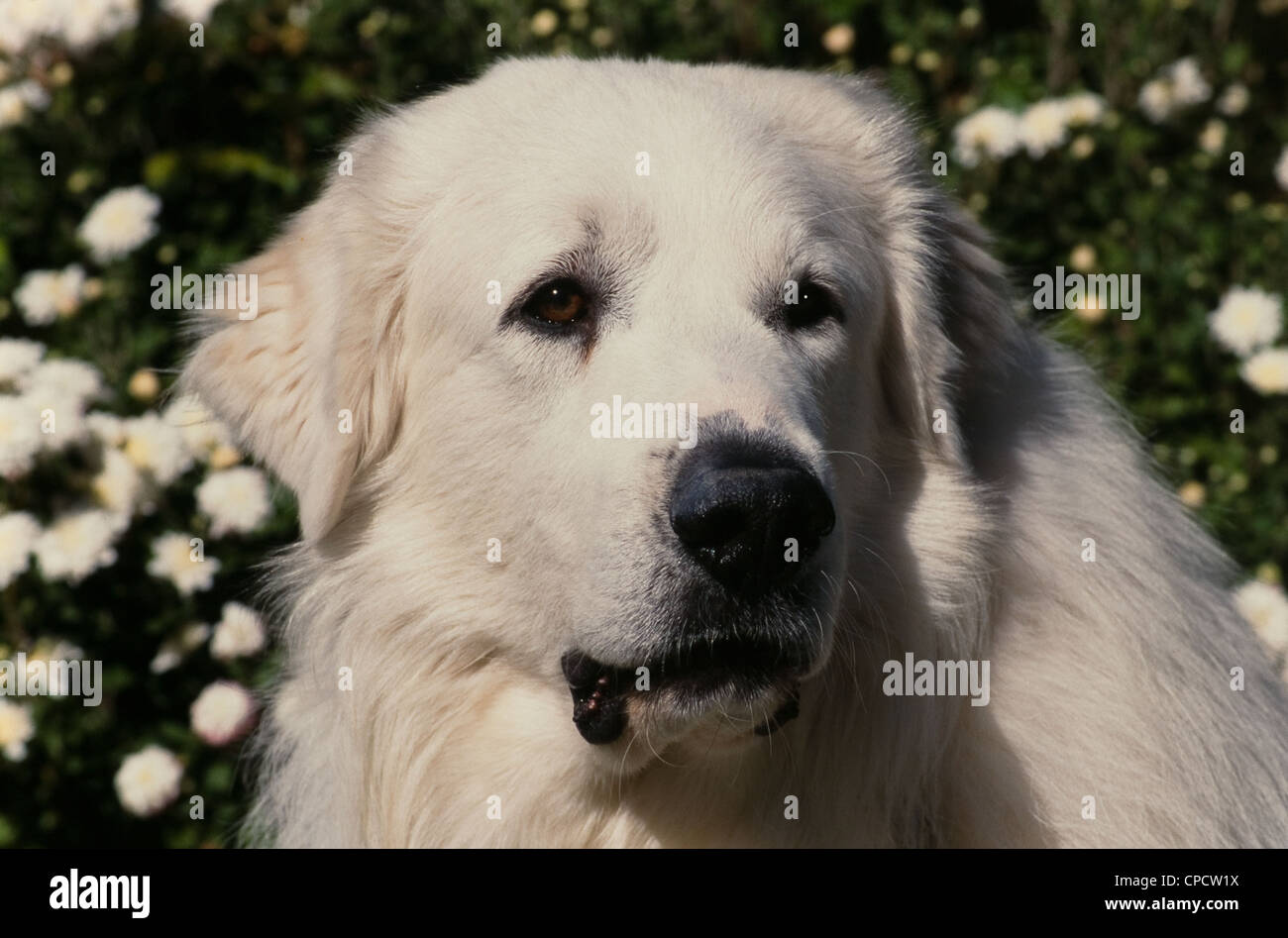 Great Pyrenees-head shot Stock Photo - Alamy