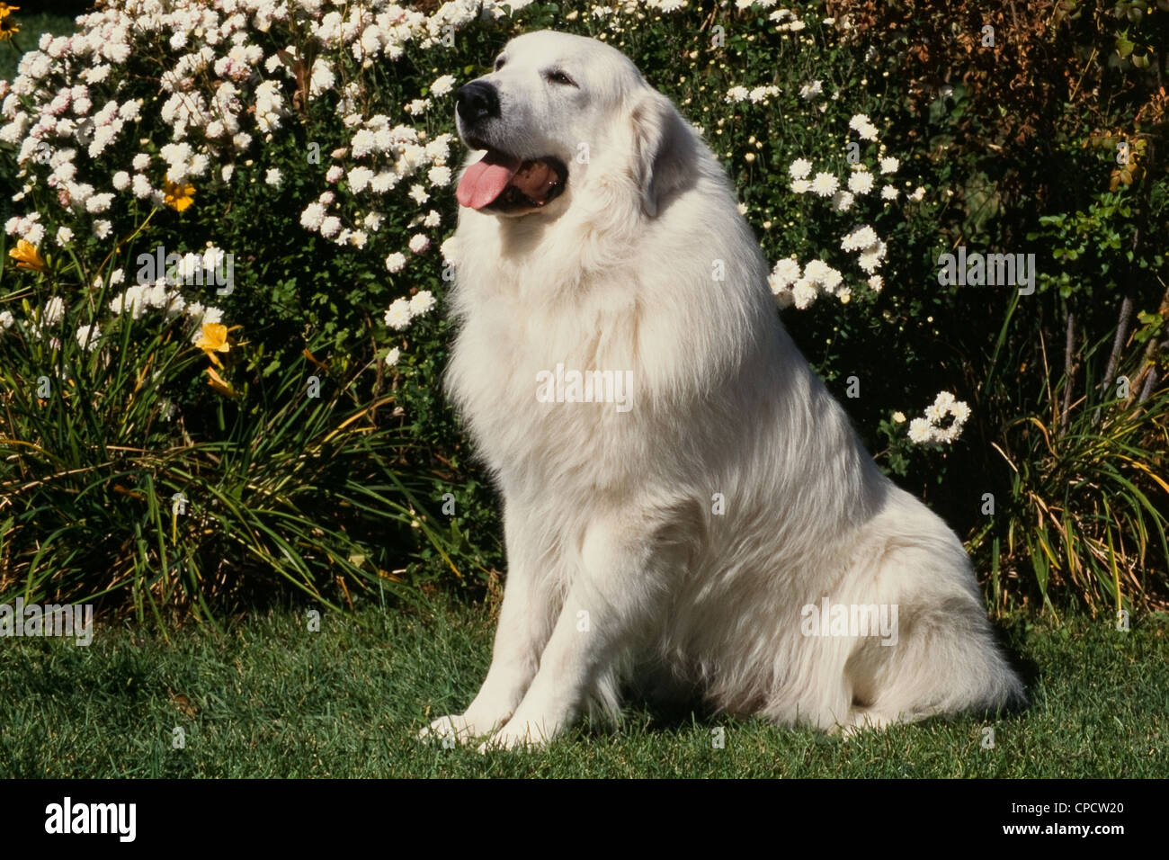 Great Pyrenees sitting Stock Photo - Alamy