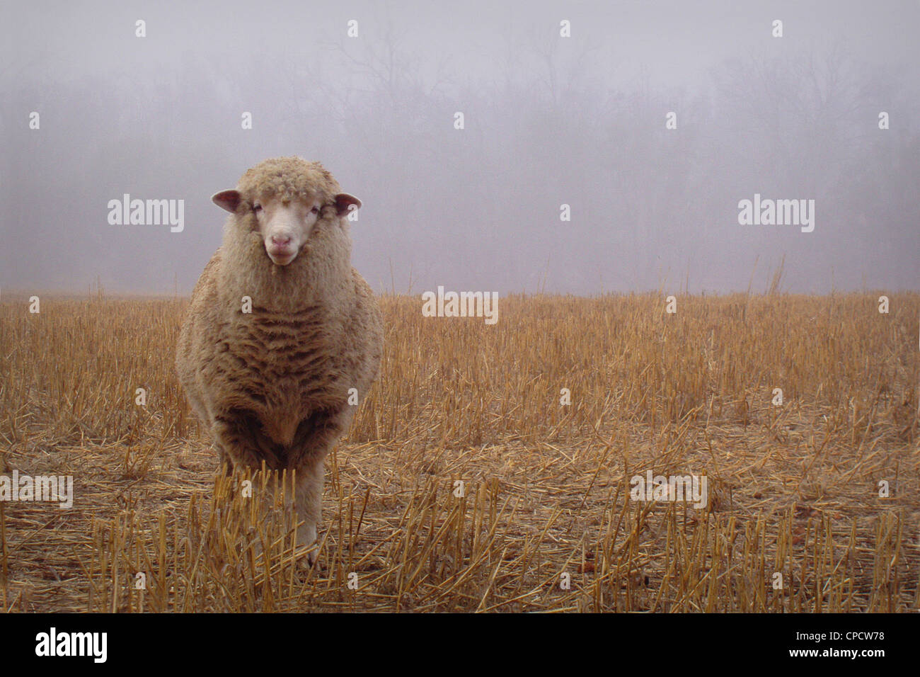 Merino Sheep in Mist Stock Photo - Alamy