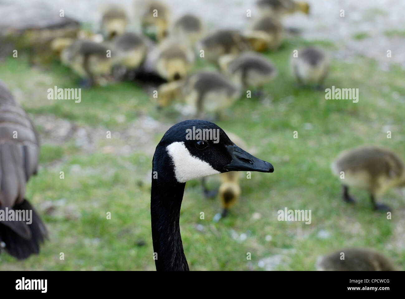 Child with baby duck hi-res stock photography and images - Alamy
