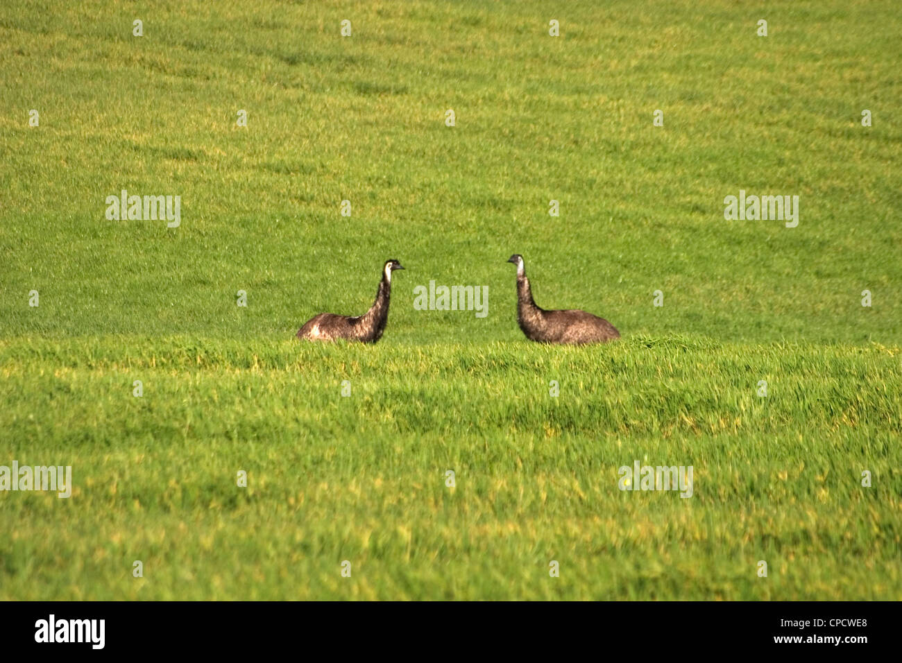 Two Emus Facing Each Other in Paddock Stock Photo - Alamy