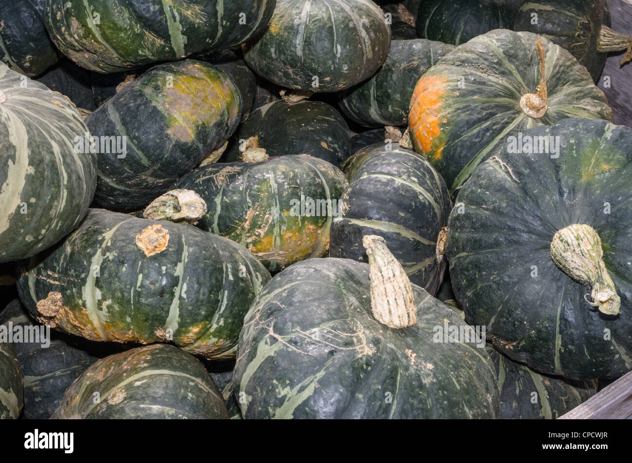 Green winter squash harvested and ready for sale Stock Photo - Alamy