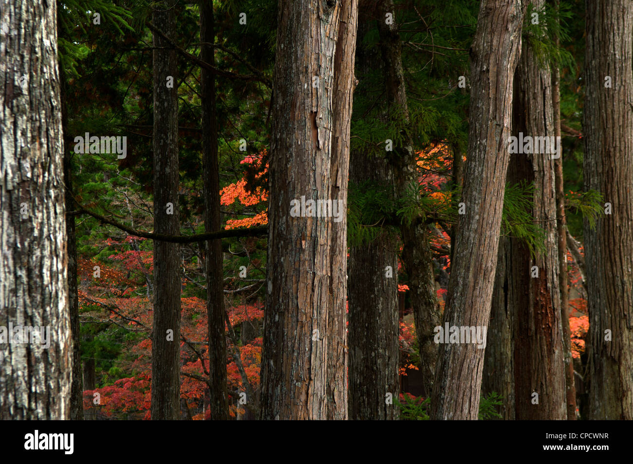Danjo Garan Complex, Koyasan, Honshu, Japan Stock Photo - Alamy