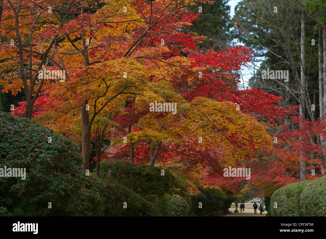 Danjo Garan Complex, Koyasan, Honshu, Japan Stock Photo - Alamy