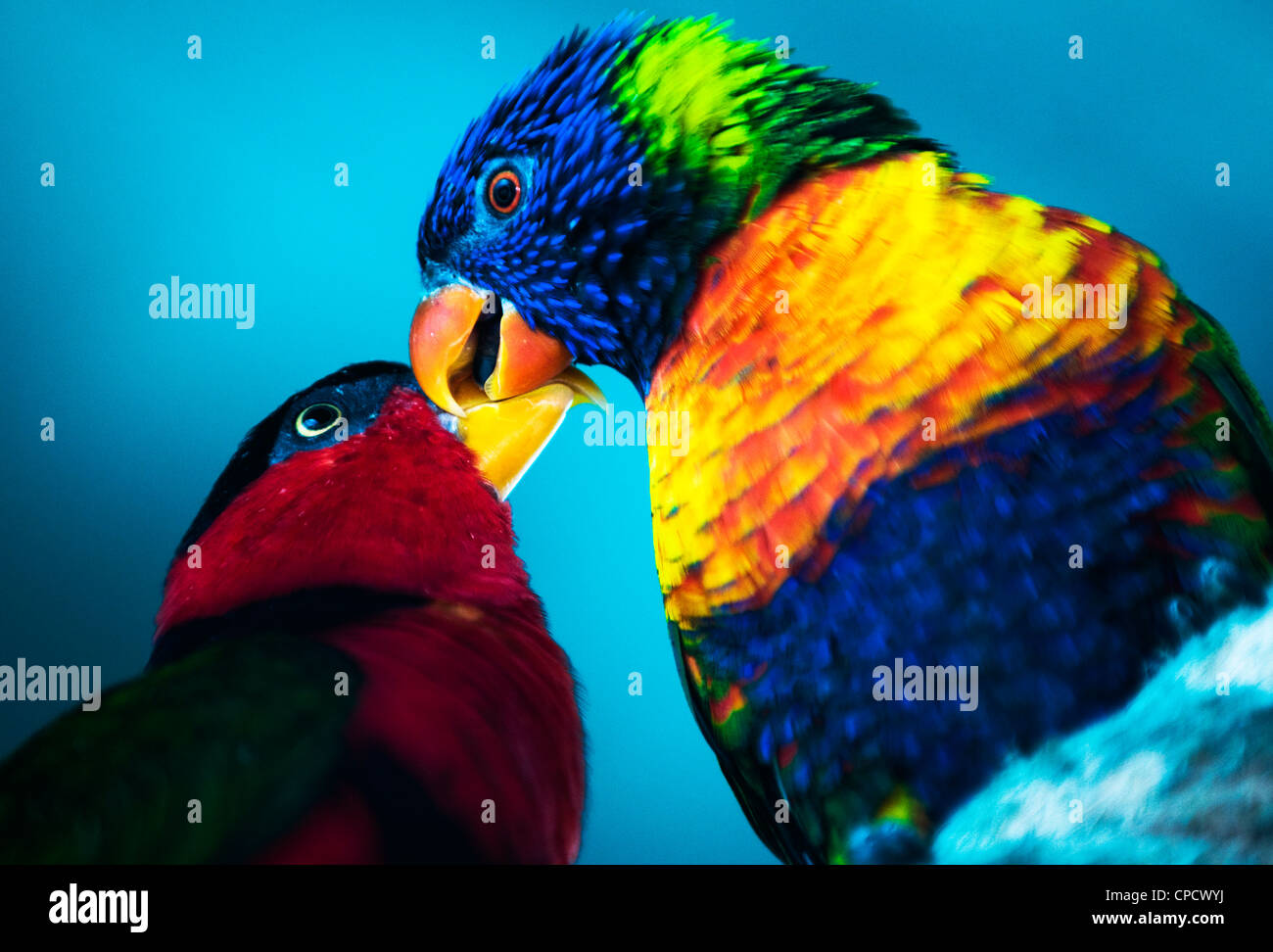 A colorful pair of parrots Stock Photo - Alamy