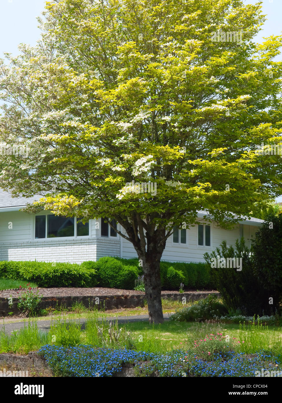 Spring tree colors hi-res stock photography and images - Alamy