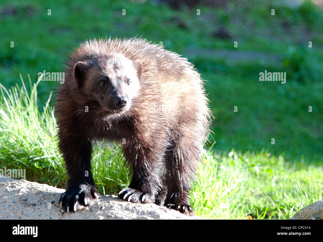 Wolverine claws hi-res stock photography and images - Alamy