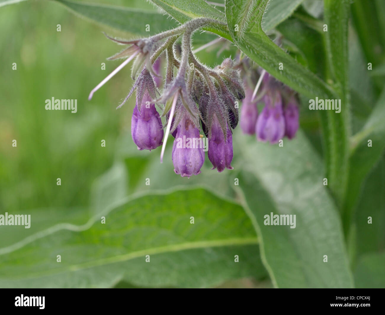 Echter beinwell symphytum officinale hi-res stock photography and ...
