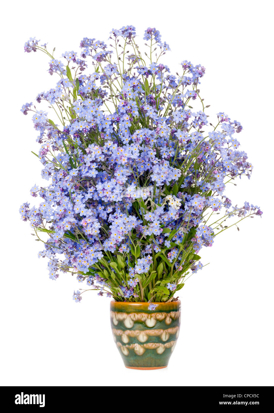 Gentle rare blue small spring flowers bouquet in ceramic jug isolated ...