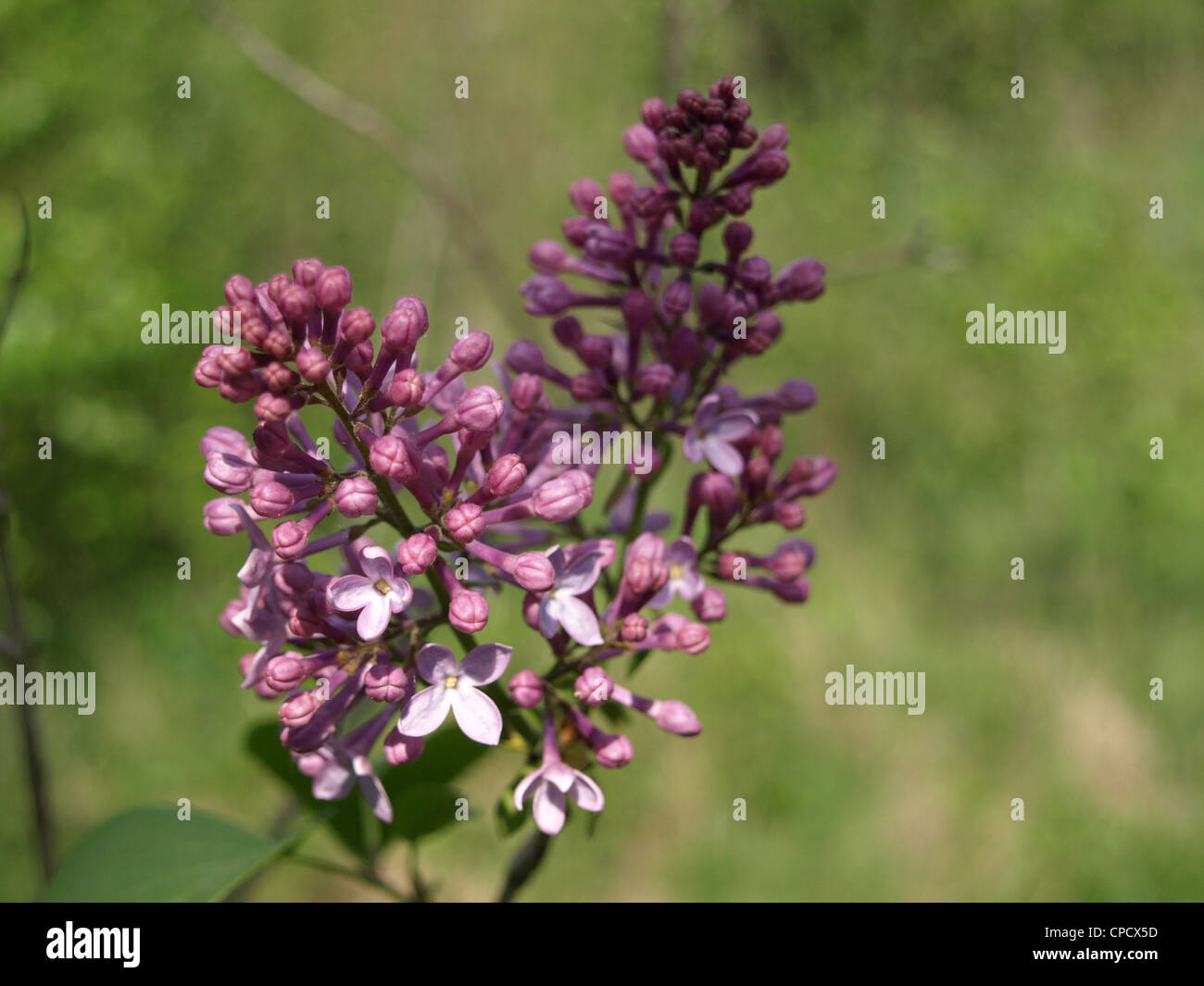 Lilacs syringa plantae hi-res stock photography and images - Alamy