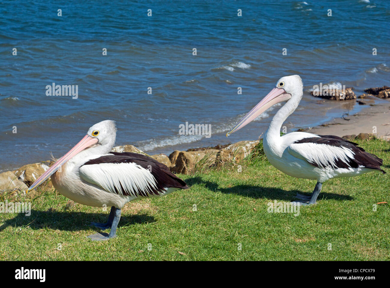 Australian pelicans beak hi-res stock photography and images - Alamy