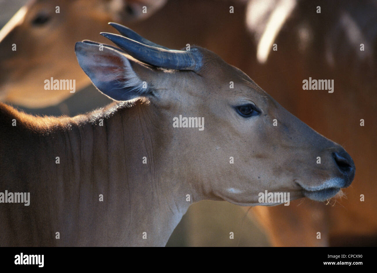 Female of Banteng (Bos javanicus), Bovidae, Asia Stock Photo - Alamy