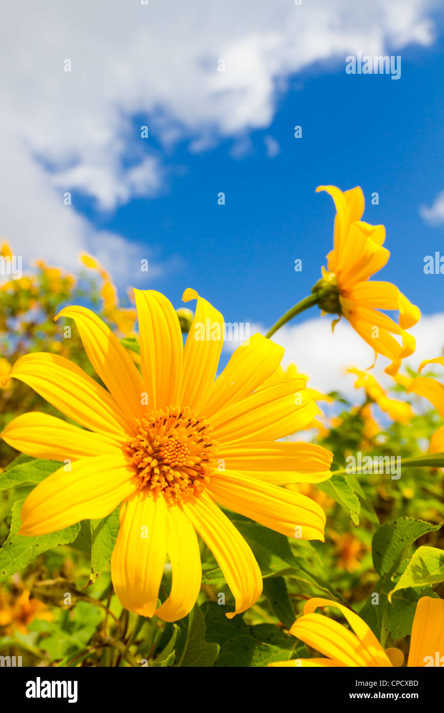 Mexican sunflower weed at Doi Mae Ukor, Mae Hong Sorn province ...