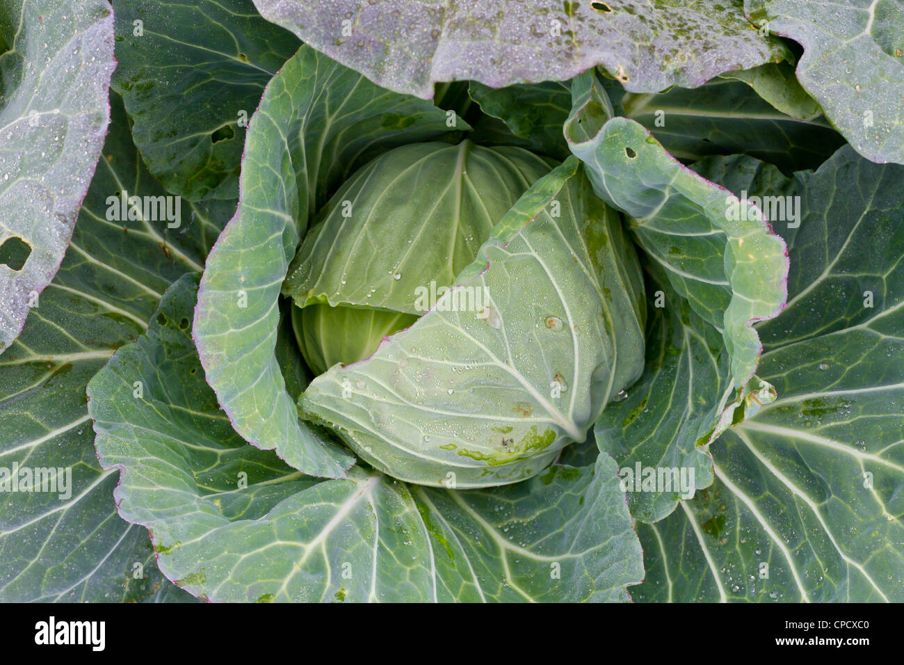 Cabbage close up Stock Photo - Alamy