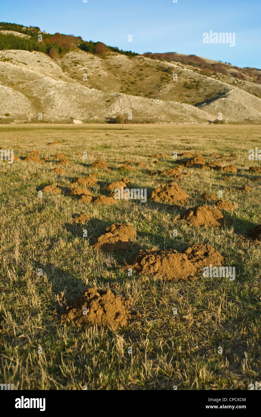 Tracks of European Mole Talpa europaea, Talpidae, Rascino Plateau ...