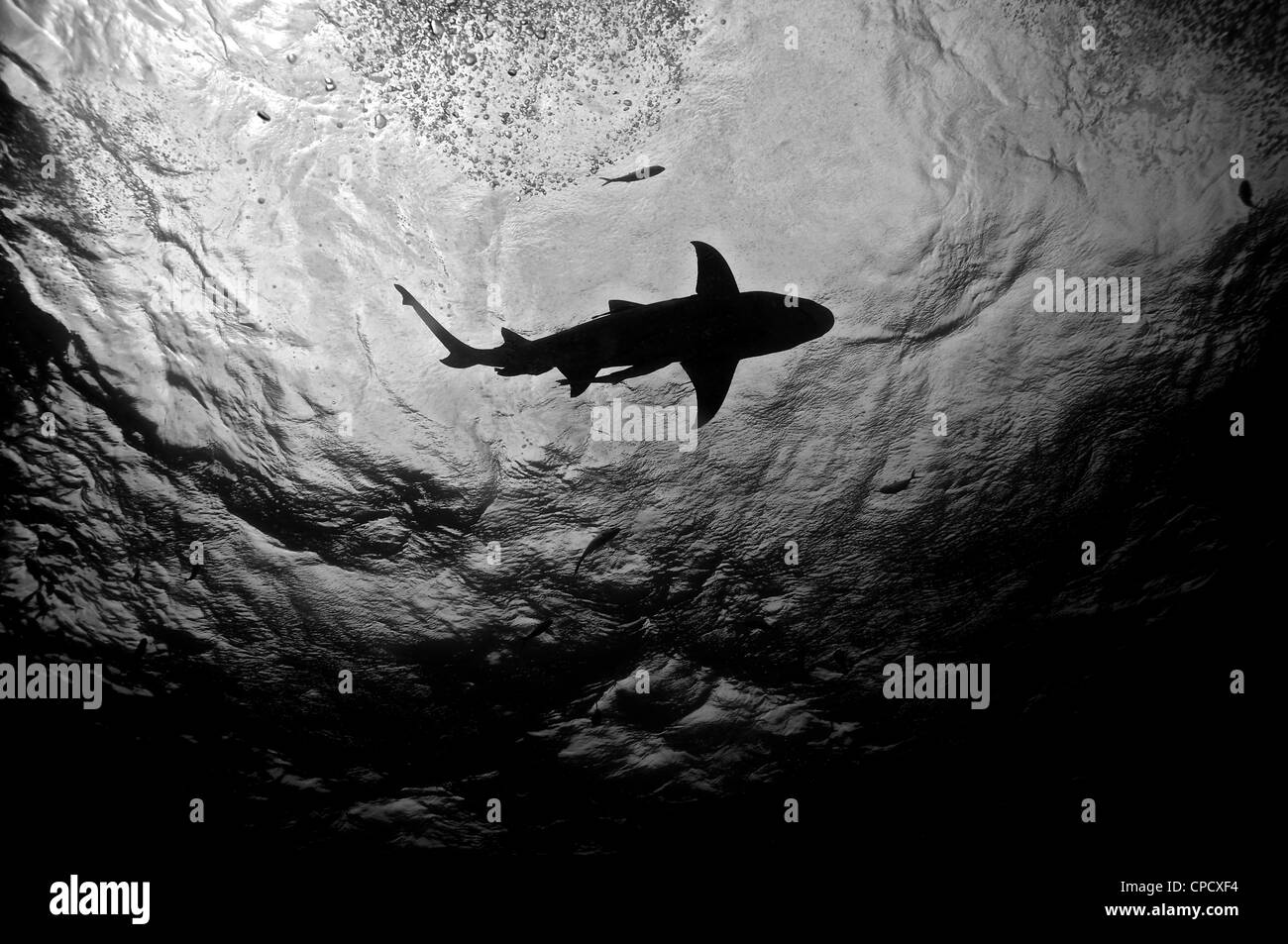 Lemon shark silhouette, swimming through mystic velvet water in the ...
