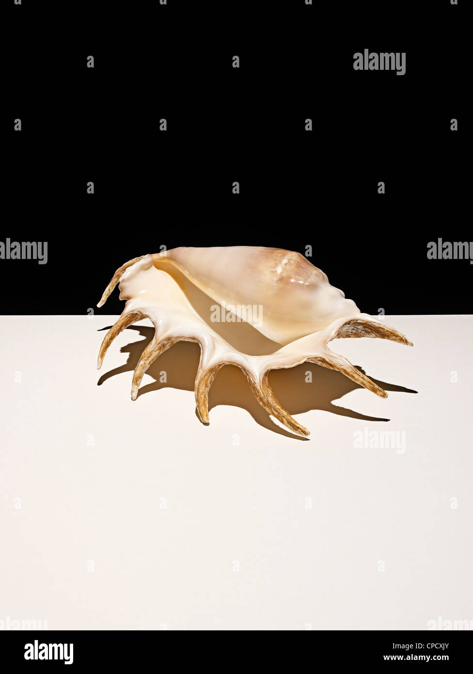 Conch shell black and white hi-res stock photography and images - Alamy