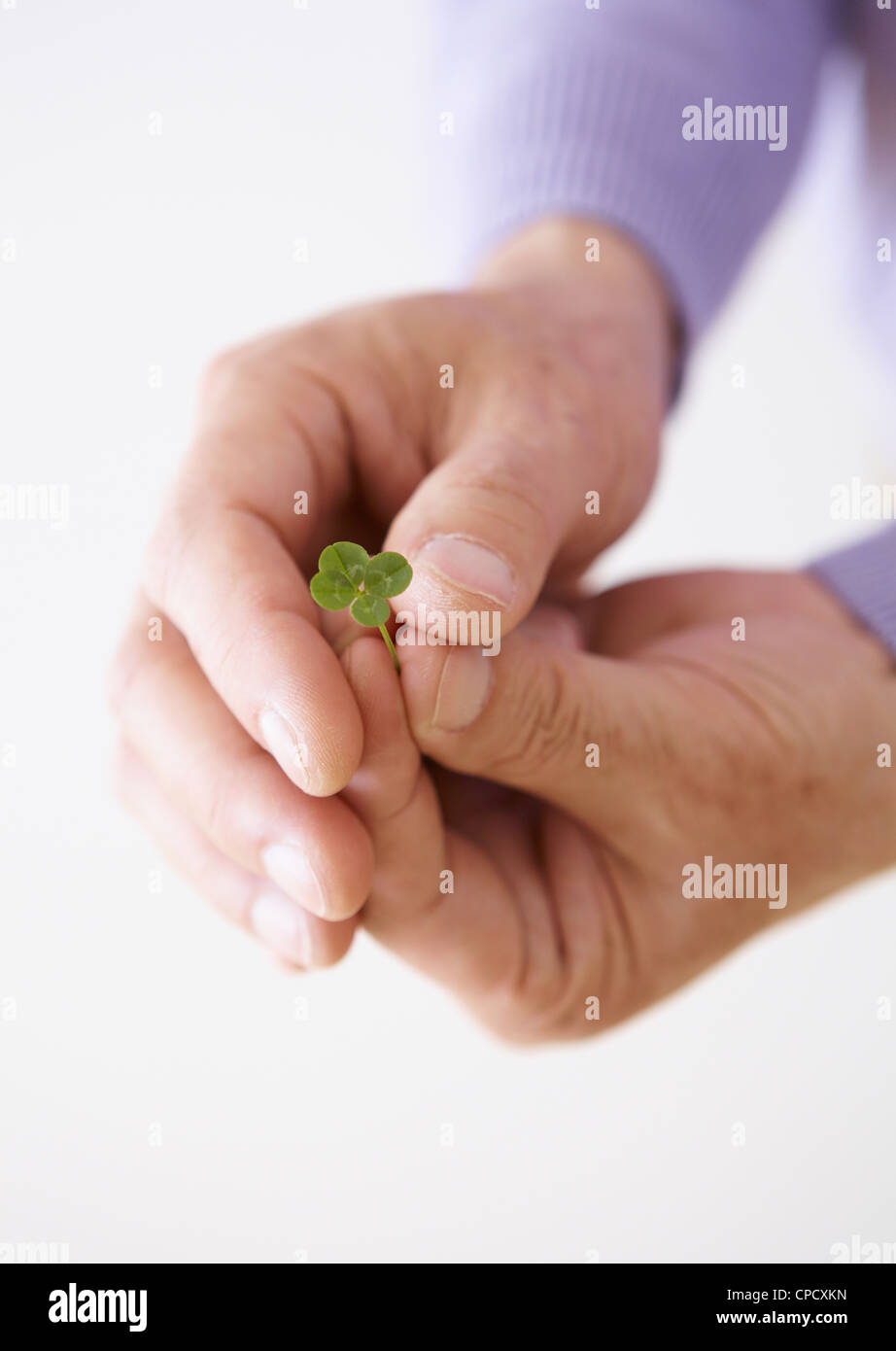 Hands holding four-leaf clover Stock Photo - Alamy