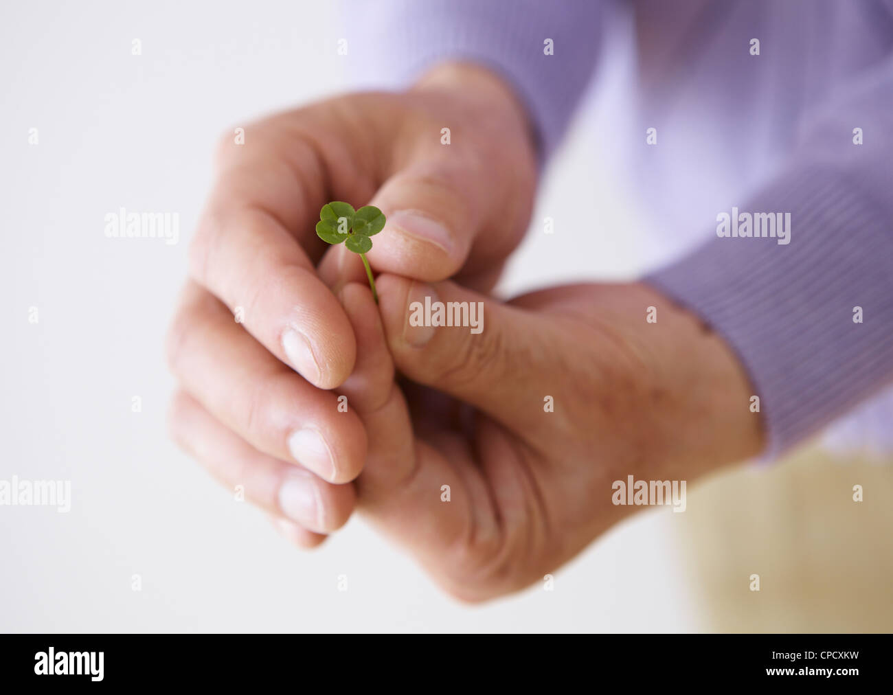 Hands holding four-leaf clover Stock Photo - Alamy