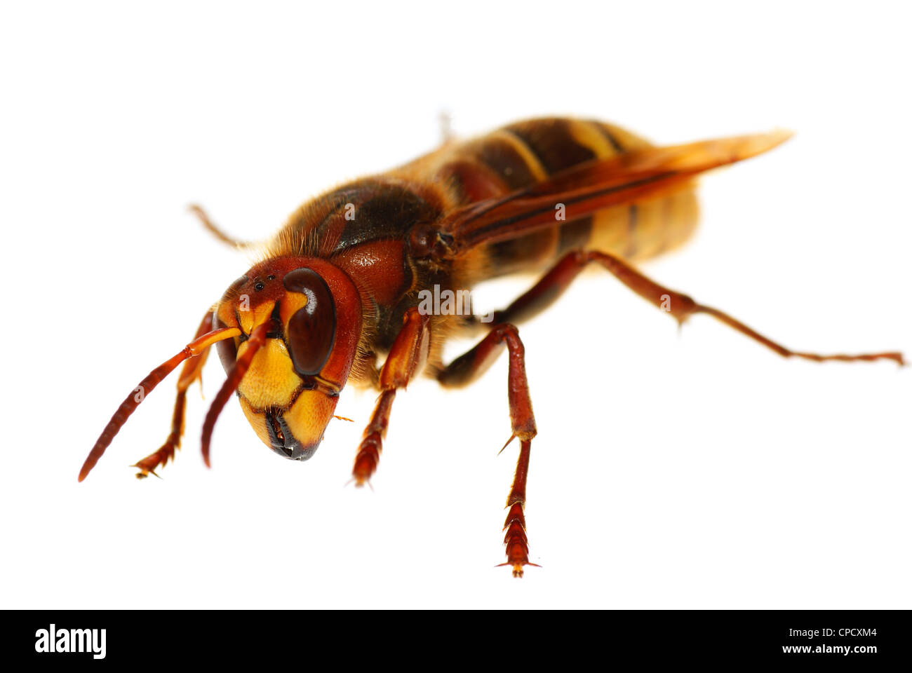 Hornet animal hi-res stock photography and images - Alamy