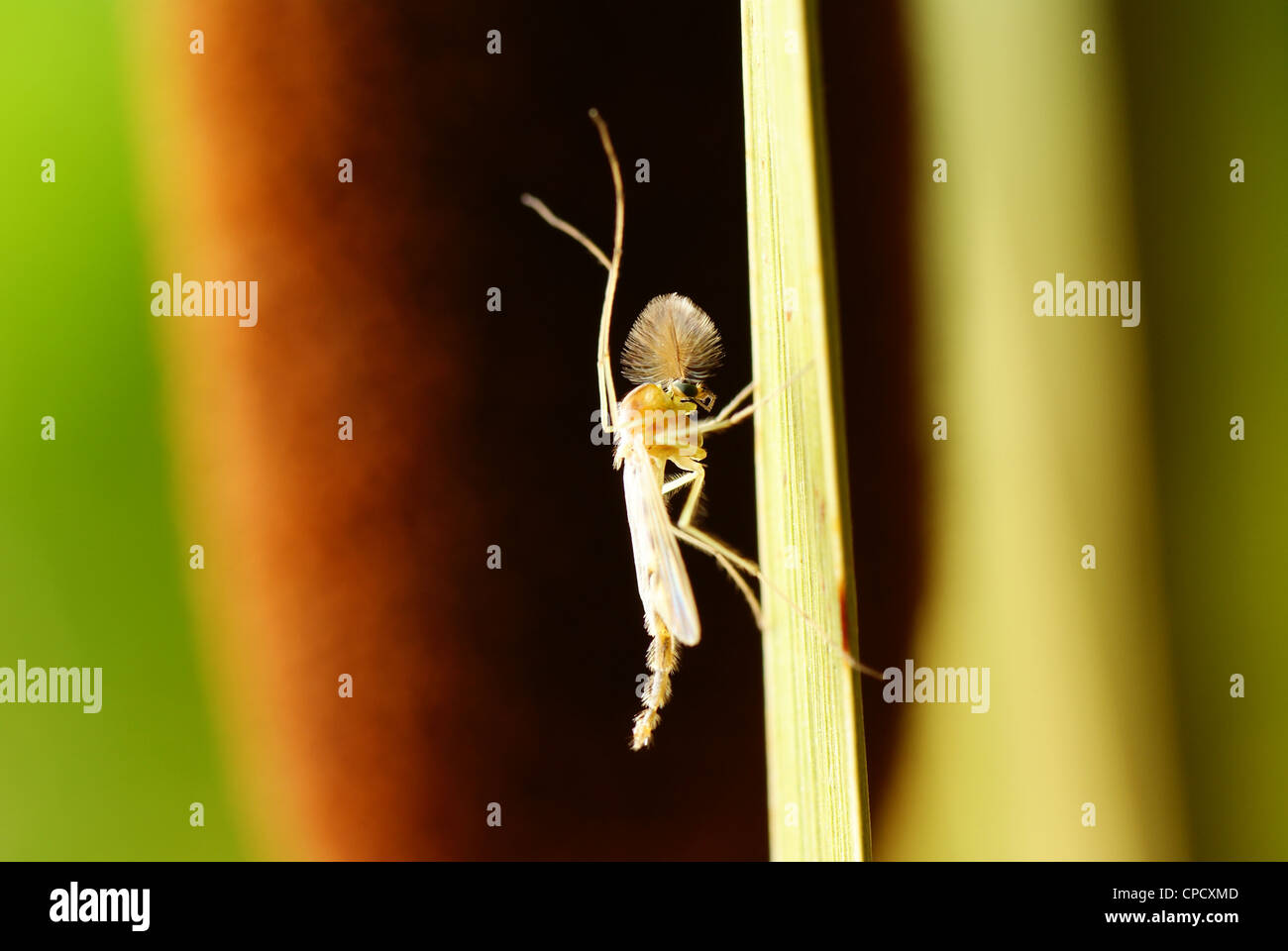 Midge insect hi-res stock photography and images - Alamy