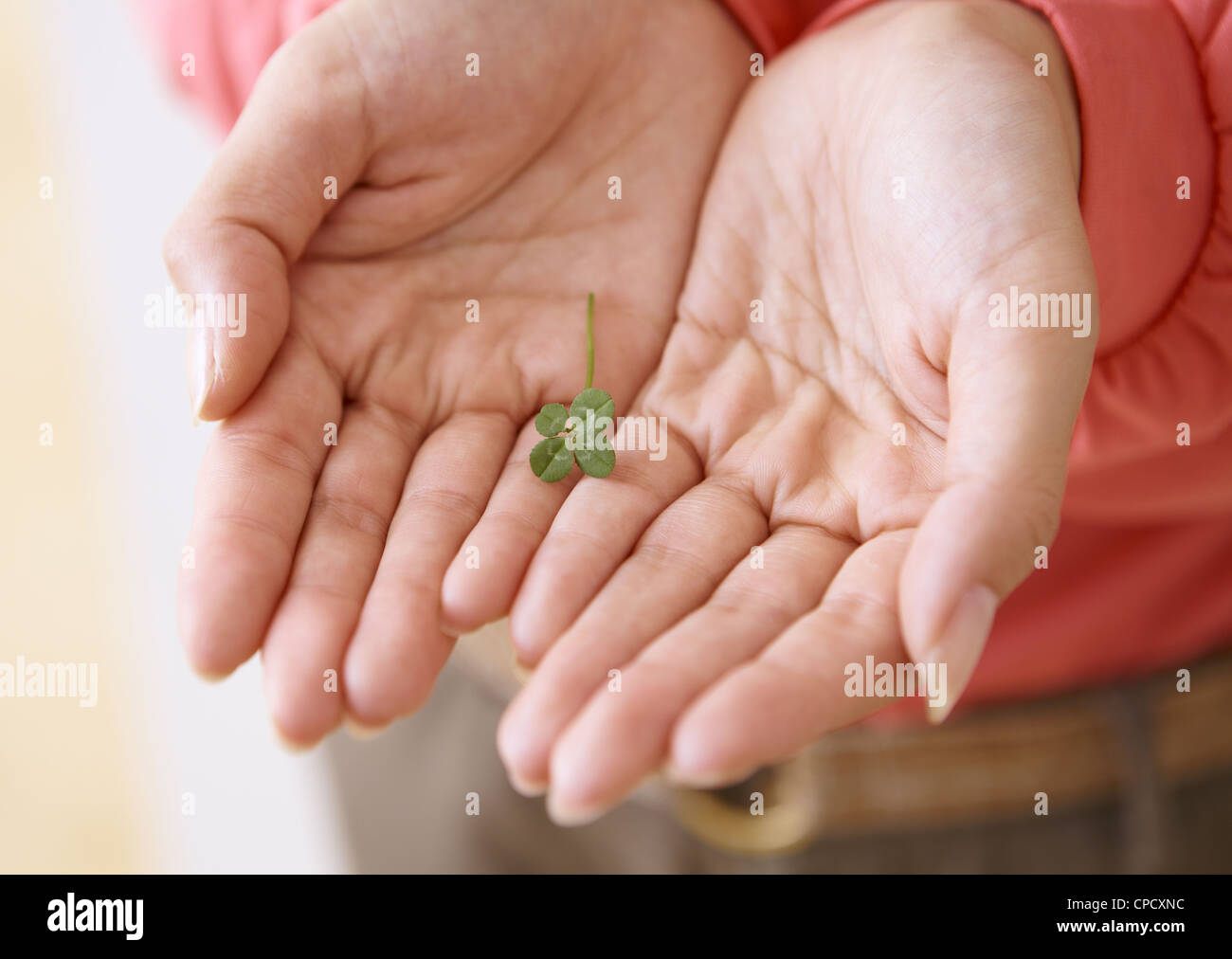 Hands holding four-leaf clover Stock Photo - Alamy
