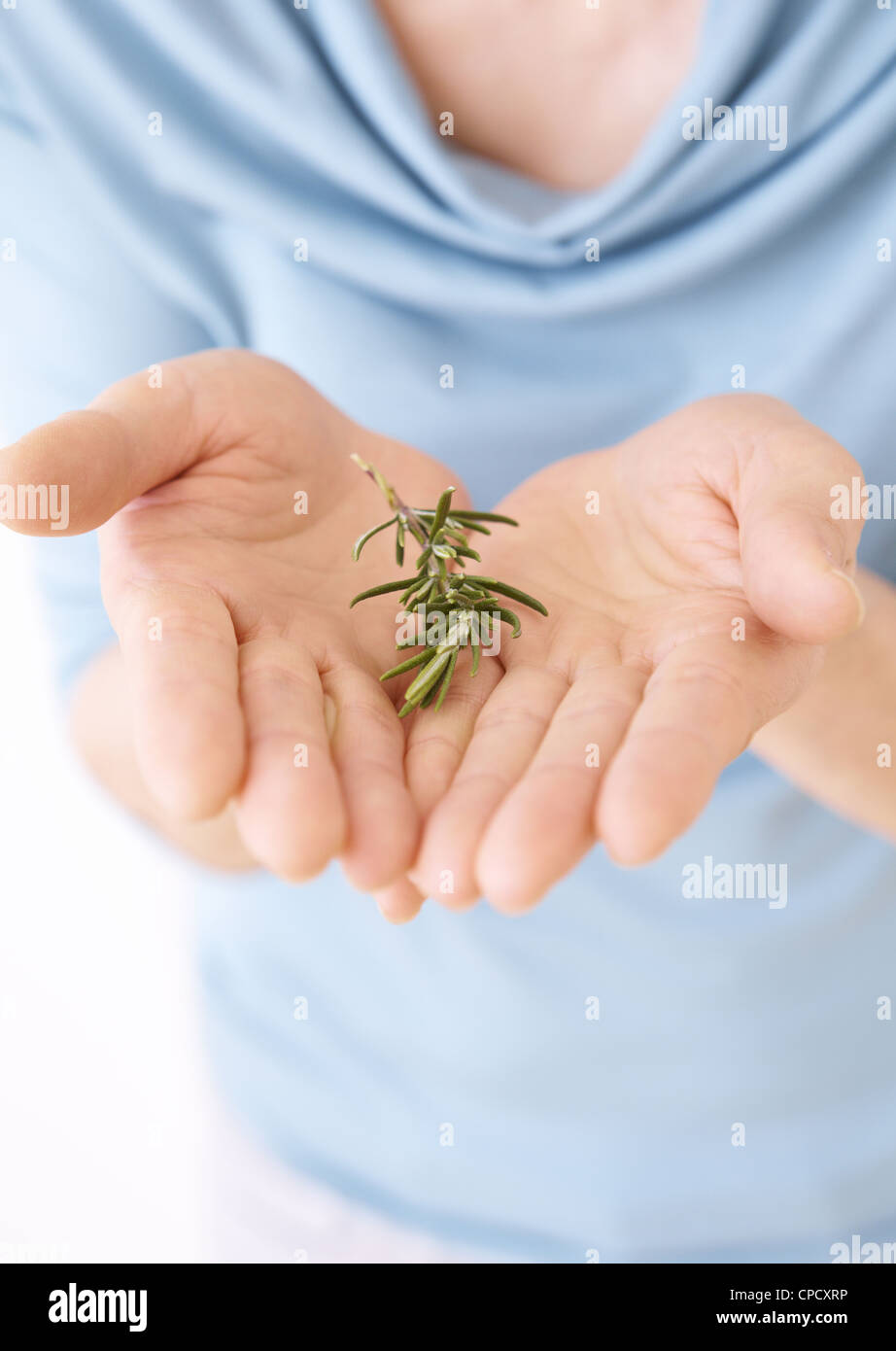 Hands holding herb Stock Photo - Alamy