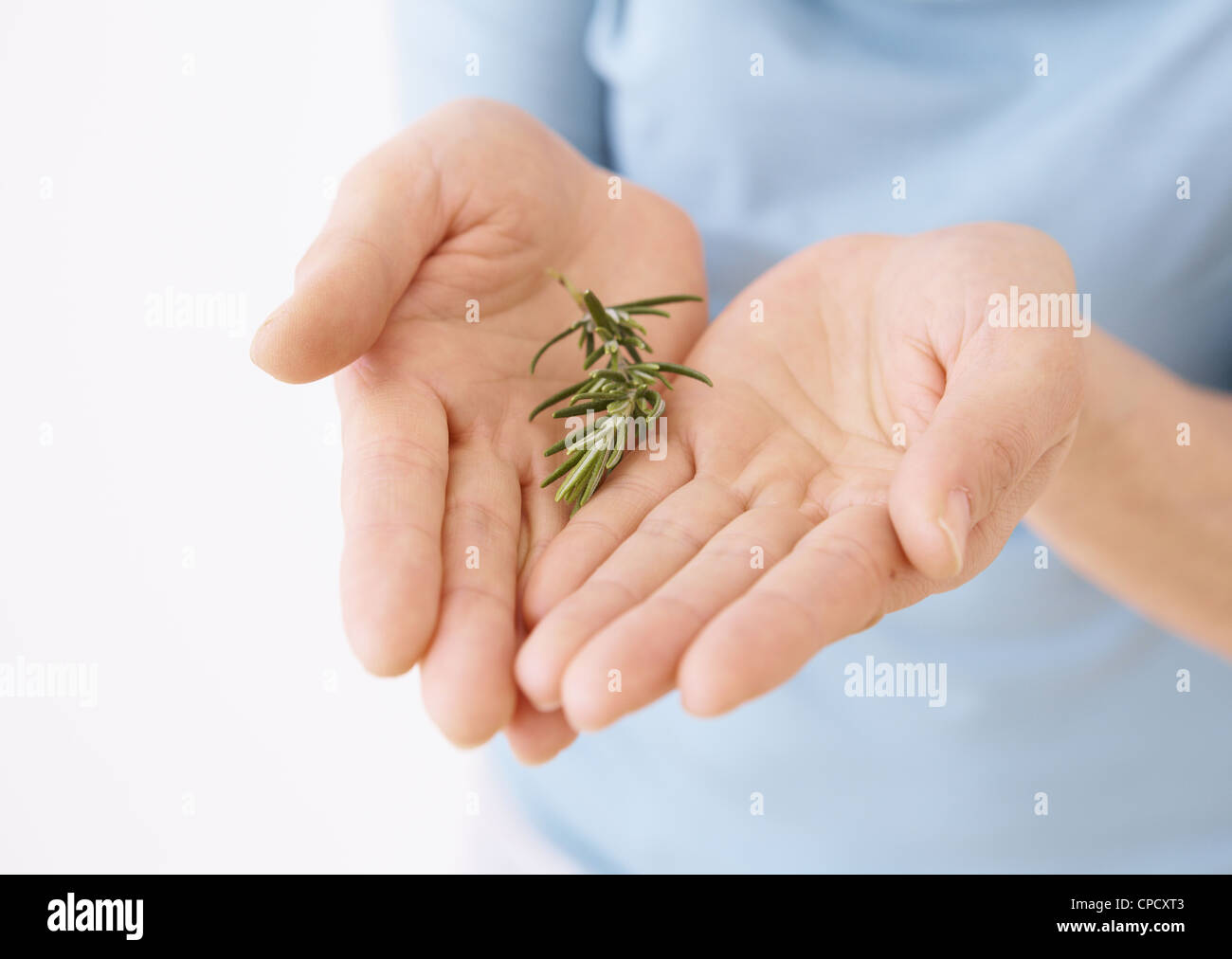 Hands holding herb Stock Photo - Alamy