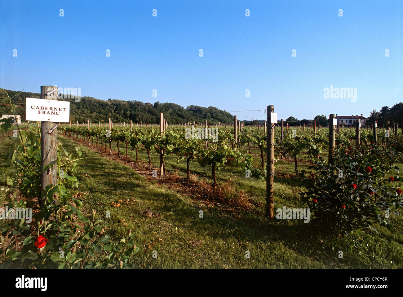 Villa Sandi Vineyards. Crocetta del Montello, Treviso, Veneto, Italy ...