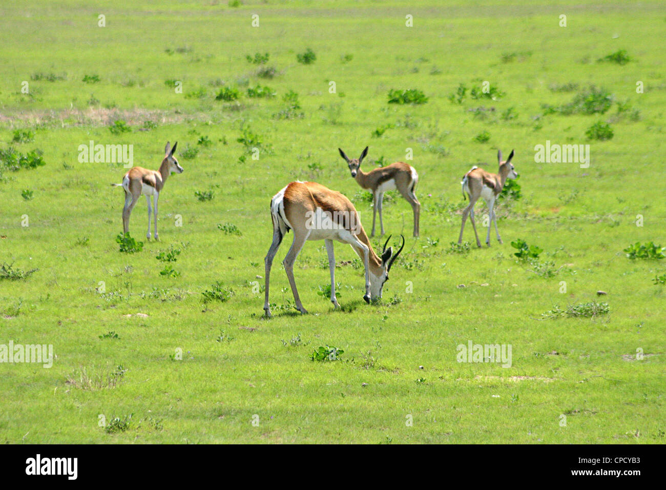 Springbok Herd in Etosha National Park Stock Photo - Alamy