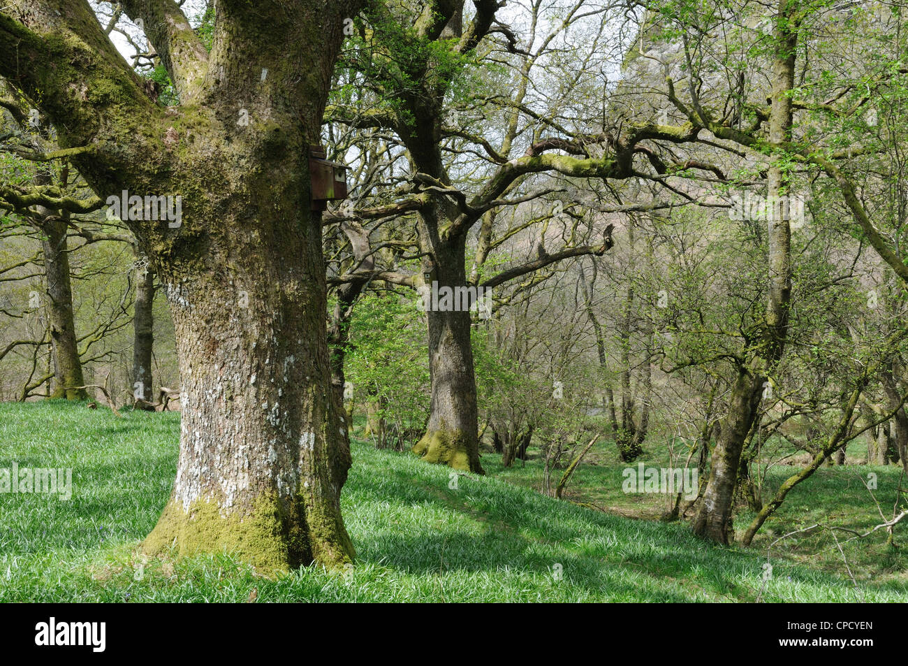 Bird boxes on old oak trees Dinas RSPB Reserve Rhandirmwyn Upper Tywi ...