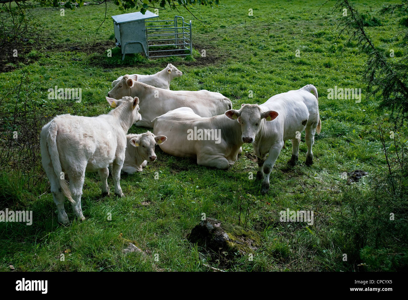 Cows in a field Stock Photo - Alamy